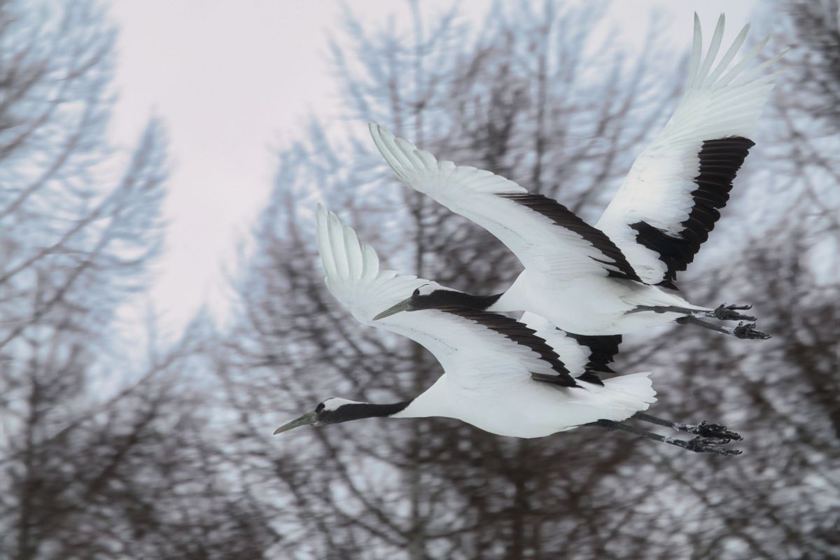 未来に向けて羽撃く | GANREF