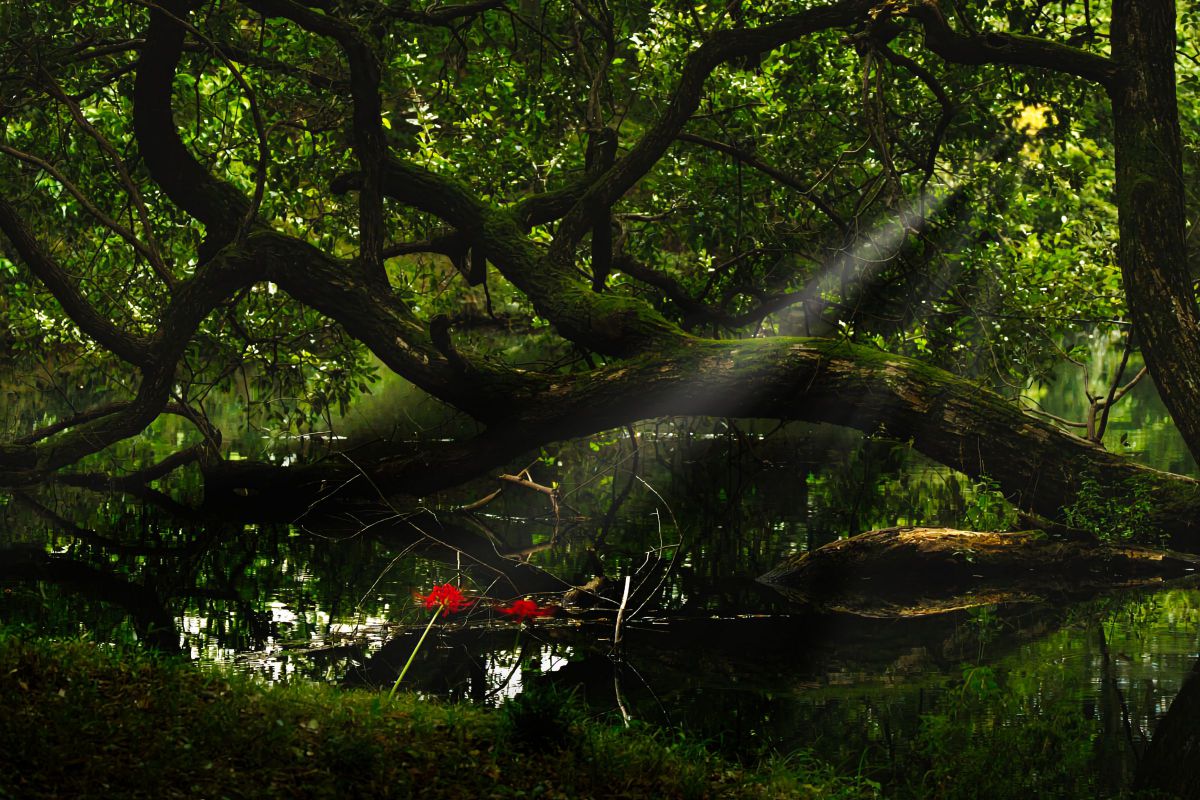 希望の光 | GANREF