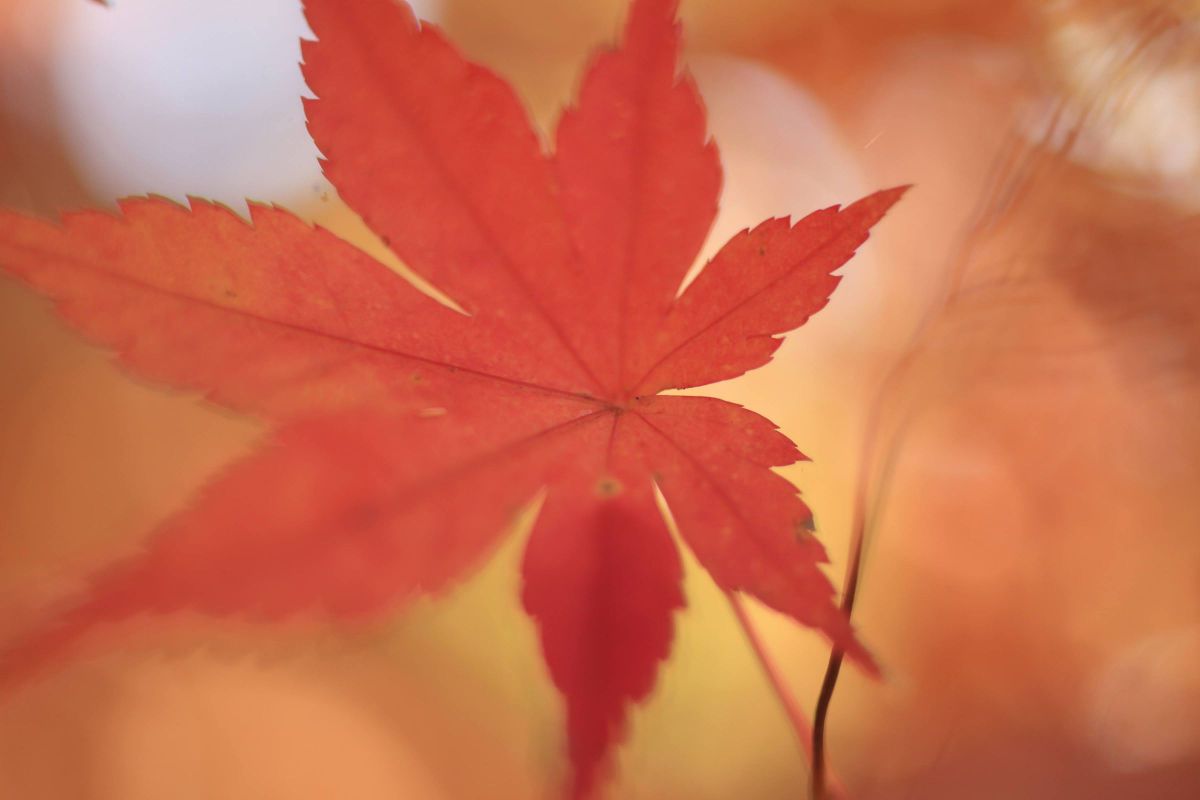 Autumn Leaf | GANREF