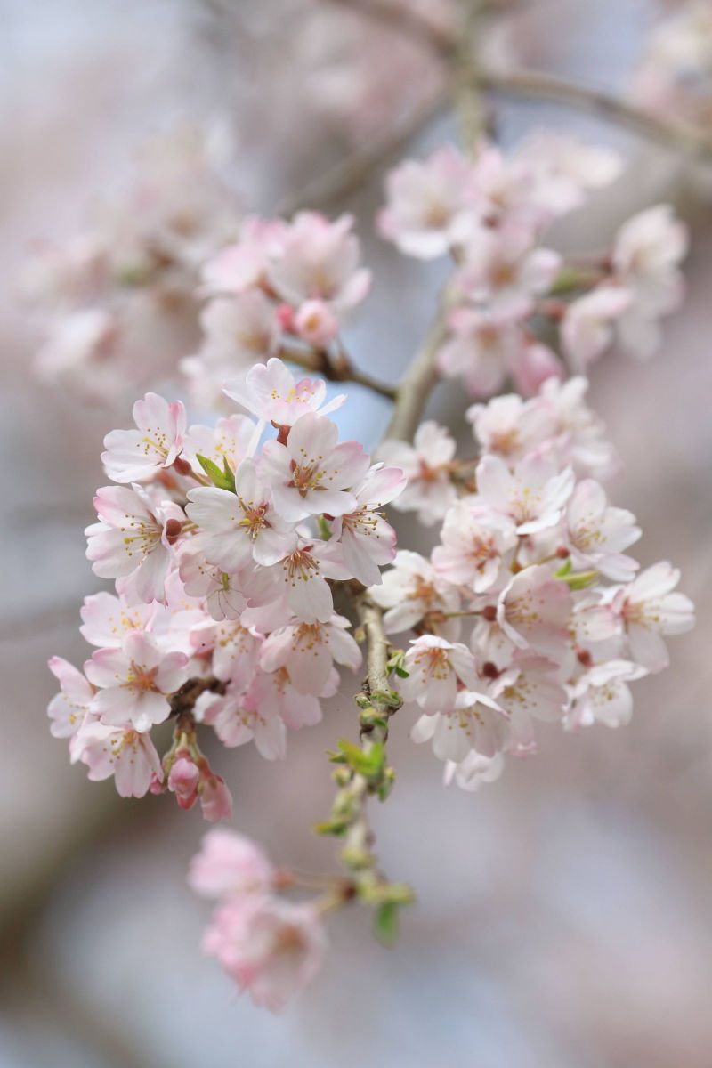 糸桜 2022.03.30 | GANREF