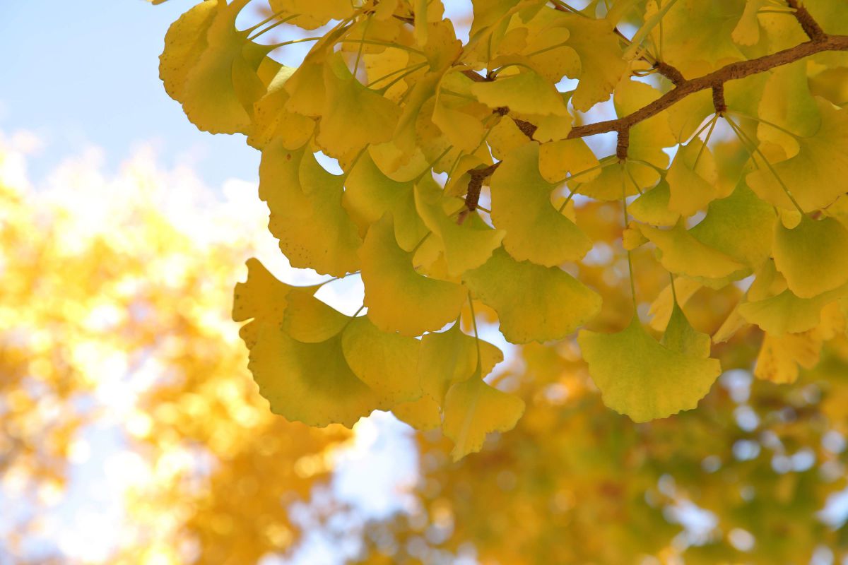 グラデーション 2022.11.17 | GANREF