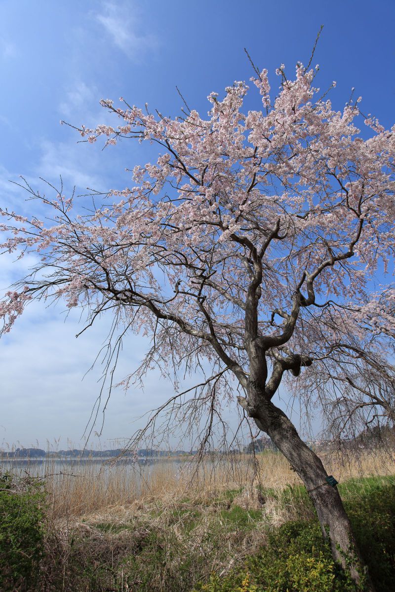 イトザクラ 2022.03.30 | GANREF