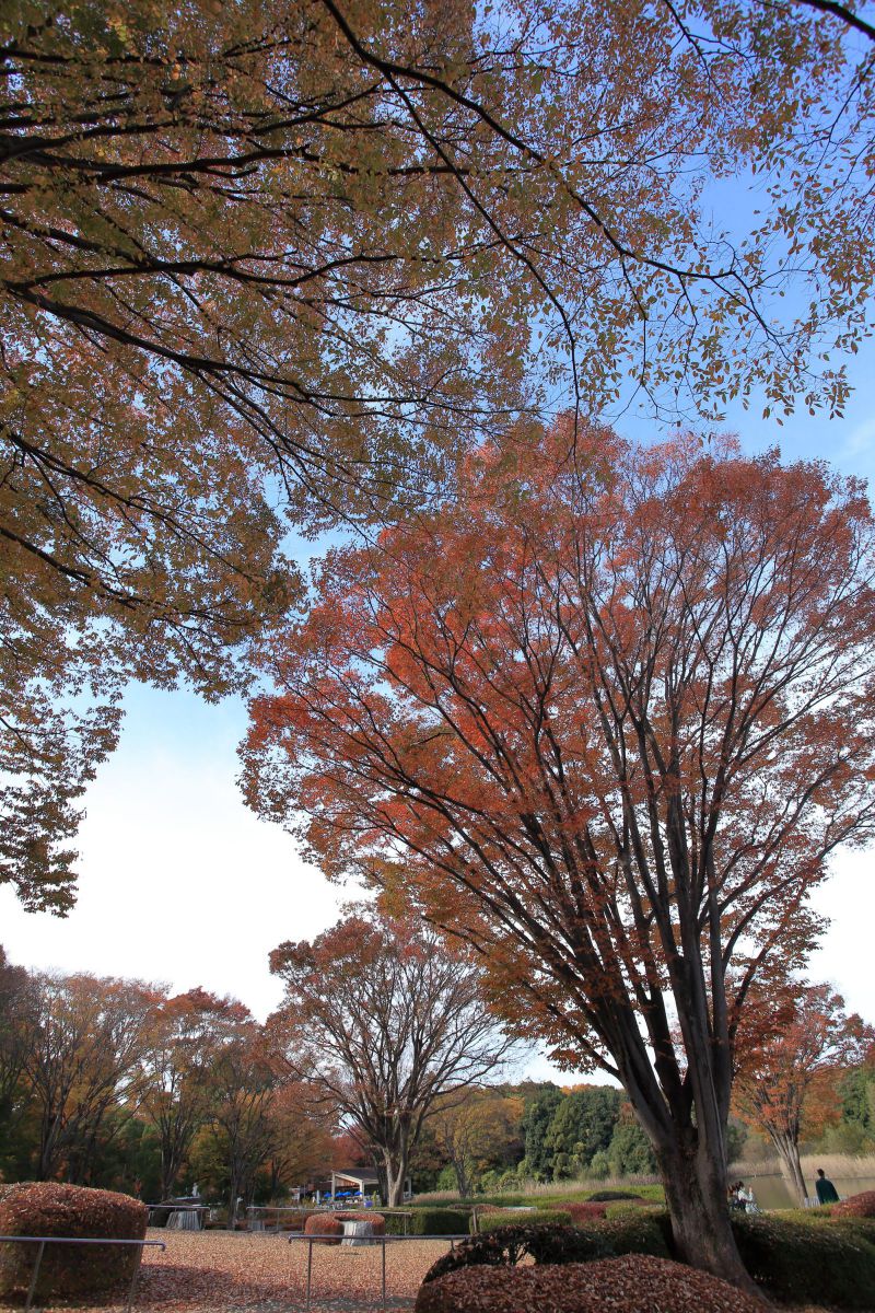 欅の紅葉 2022.11.17 | GANREF