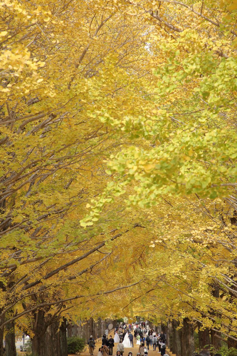 銀杏並木 2022.11.17 | GANREF