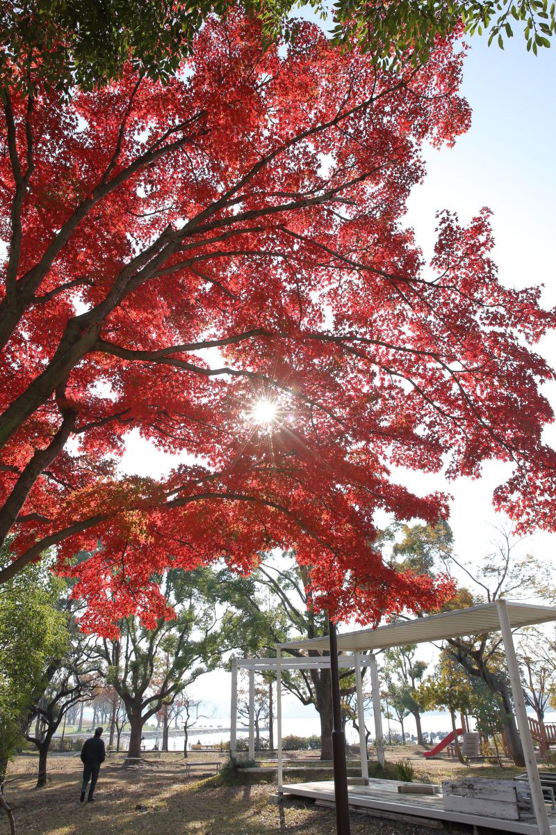 手賀沼公園のもみじ 2023.11.28 | GANREF