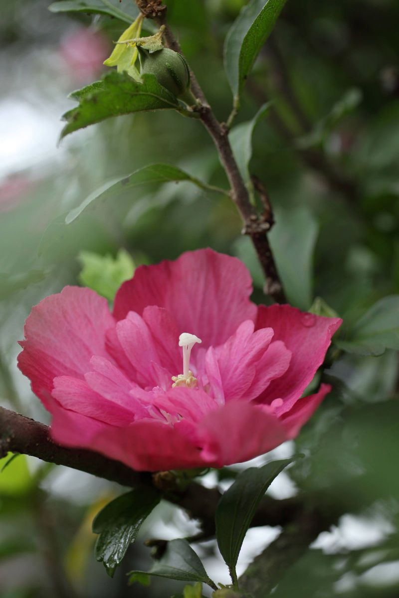 夏の花 2022.08.31 | GANREF