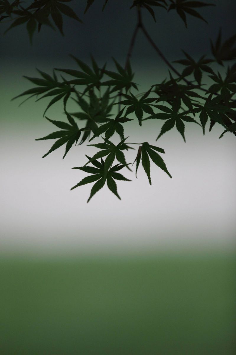 初夏の頃 2015.06.25 | GANREF