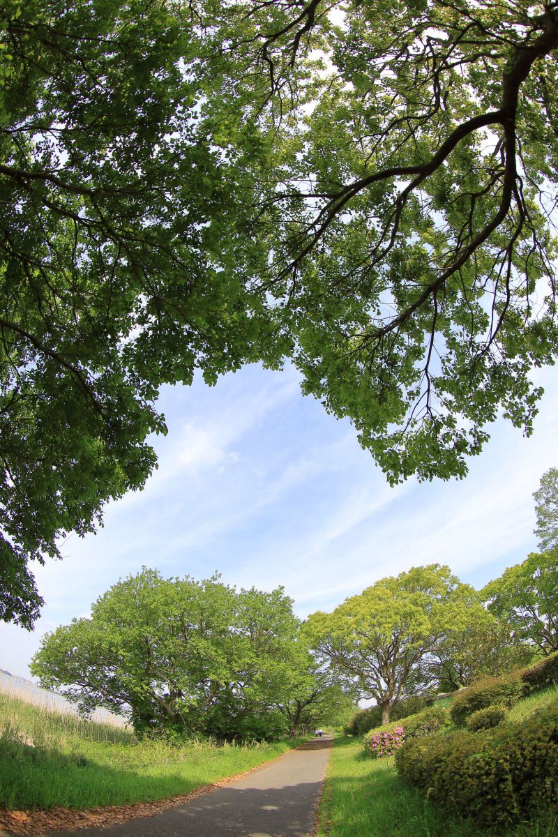 新緑の散歩道 2024.04.29 | GANREF