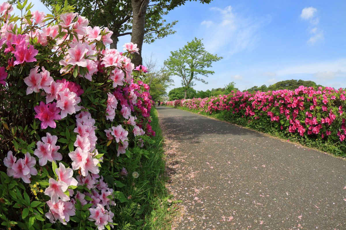 ツツジ咲く手賀沼遊歩道 2024.04.29 | GANREF