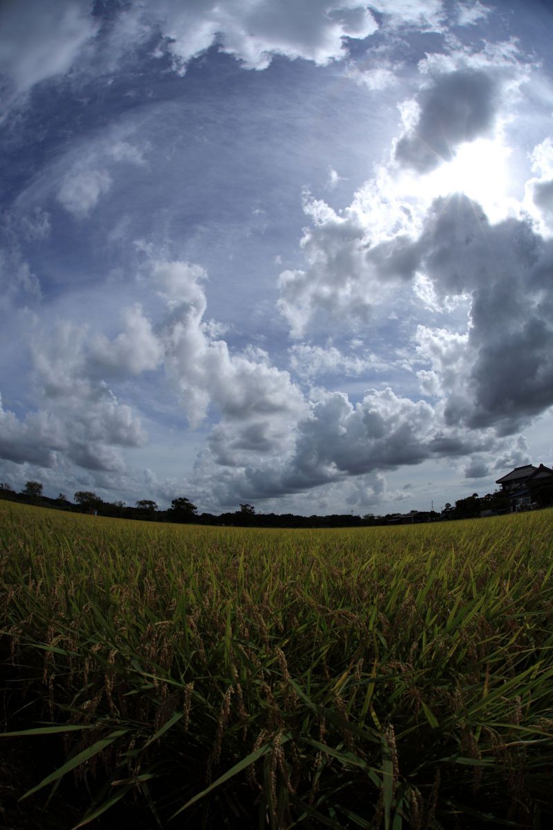 晩夏の情景 2011.09.04 | GANREF