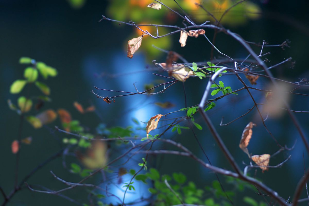 震生湖 紅葉 27 | GANREF