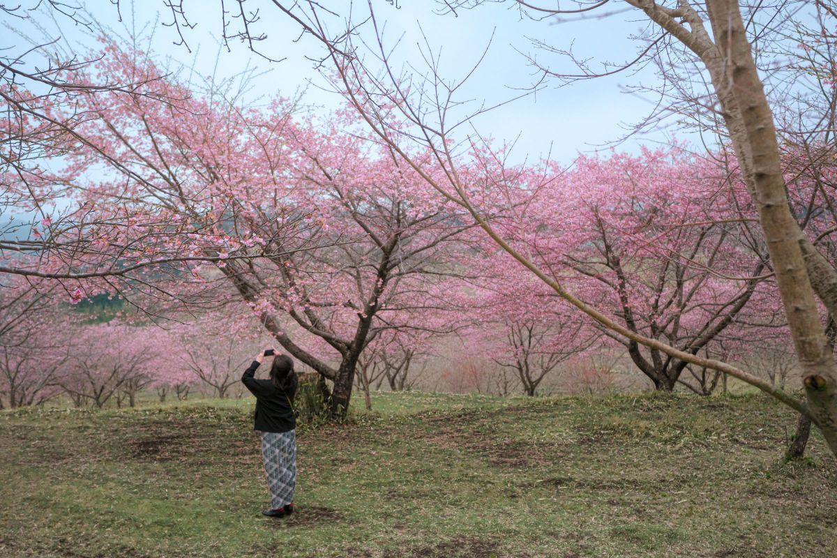 しだれ桜の里 III | GANREF