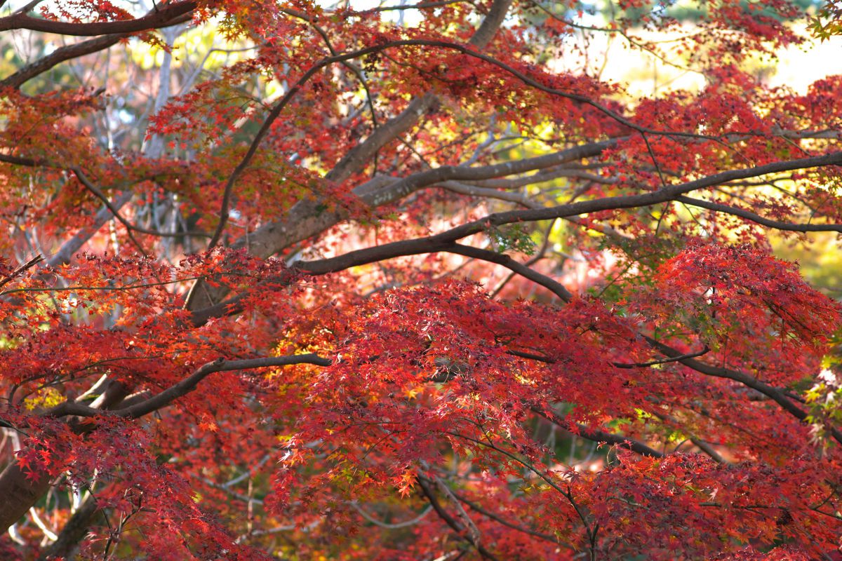 三溪園 晩秋 50 | GANREF