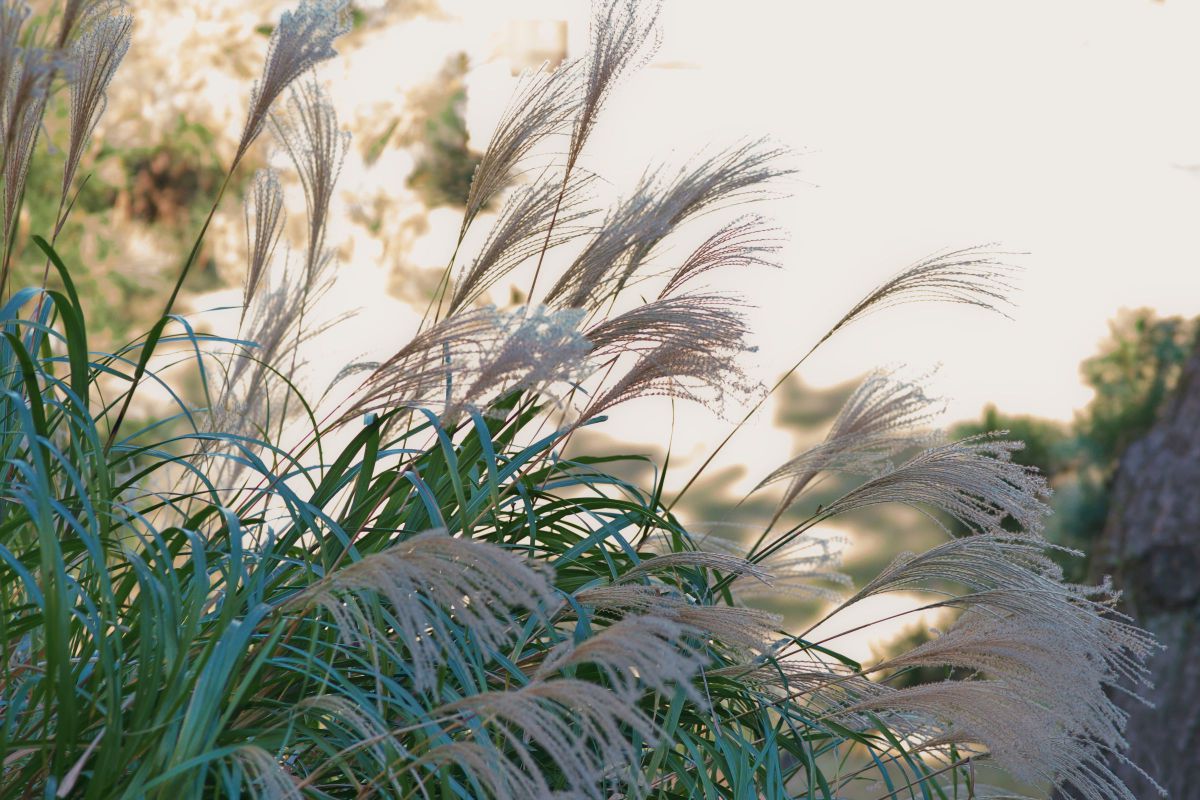 三溪園 晩秋 55 | GANREF