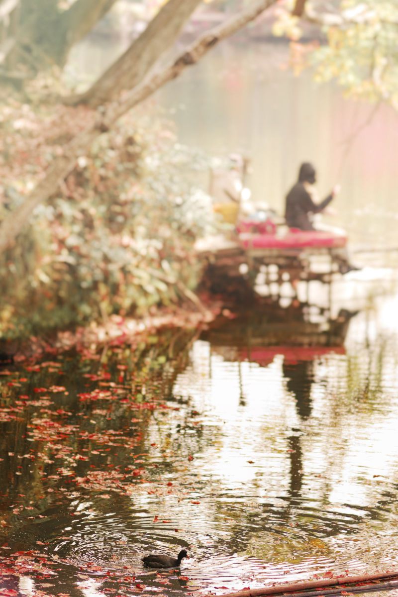 震生湖 紅葉 26 | GANREF