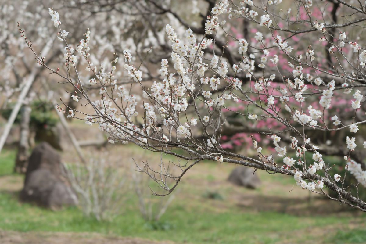 熱海梅園 III | GANREF