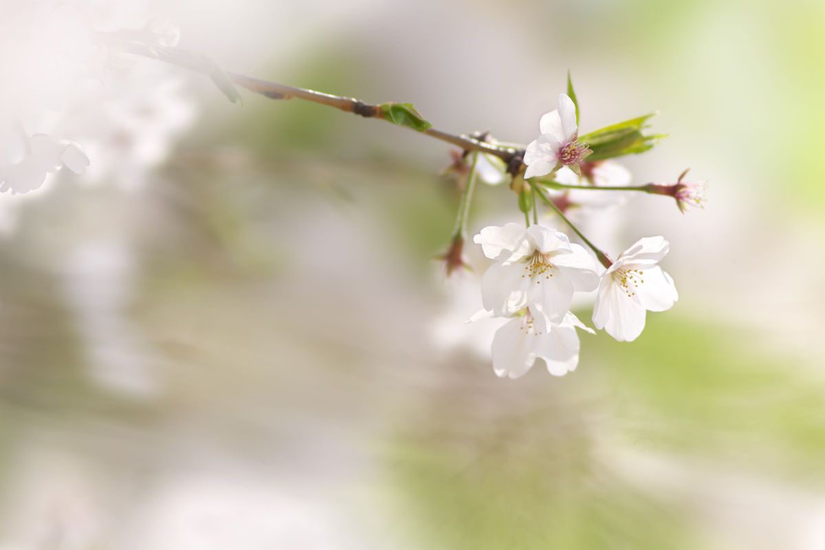 花冷え 02 rev. | GANREF