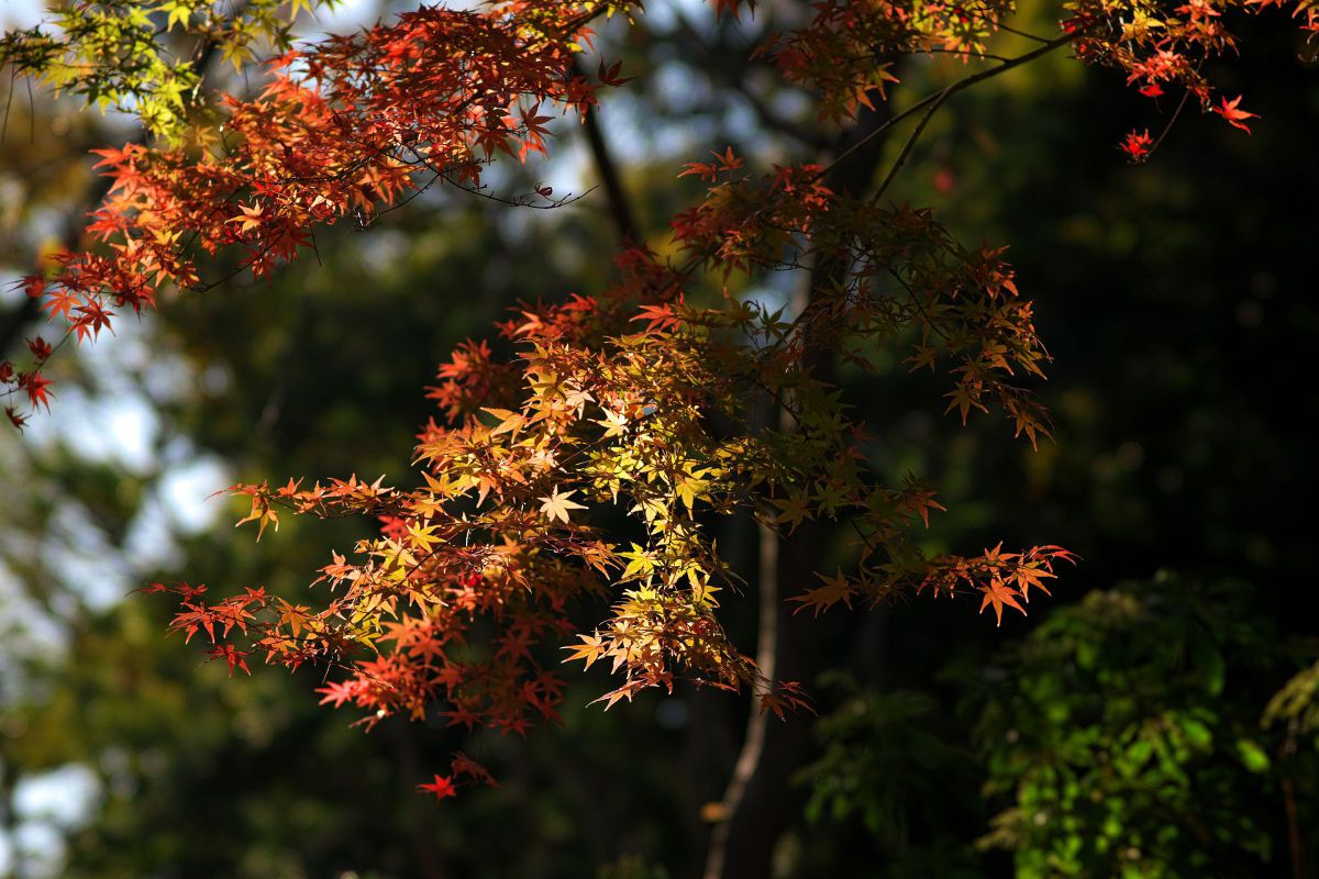 晩秋 三溪園 36 | GANREF