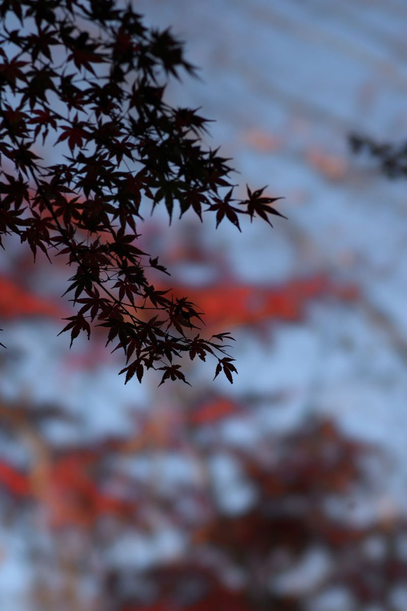 三溪園 晩秋 24 | GANREF