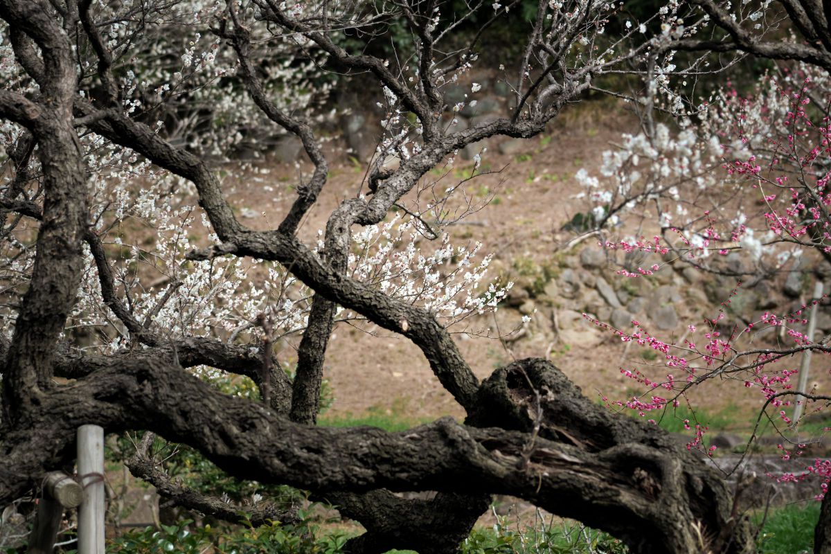 熱海梅園 I | GANREF