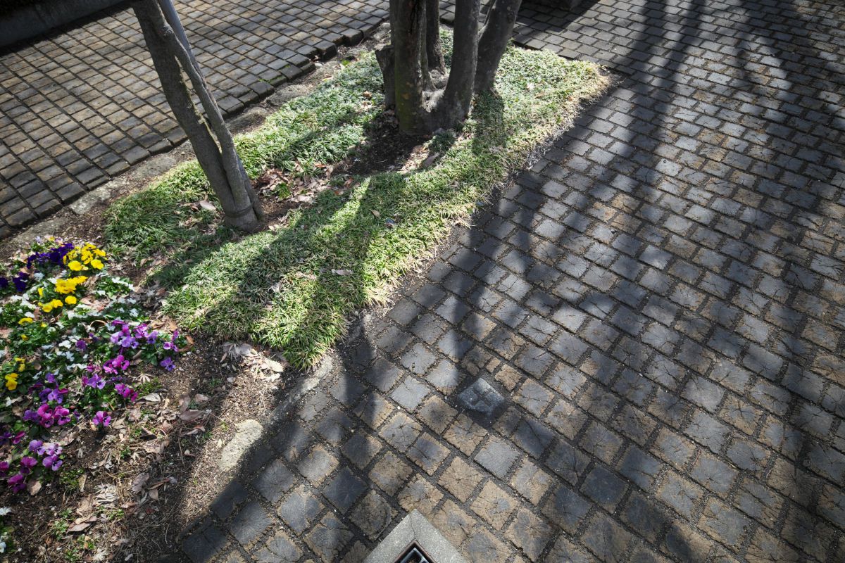 ピンコロ 木 小口 IV | GANREF