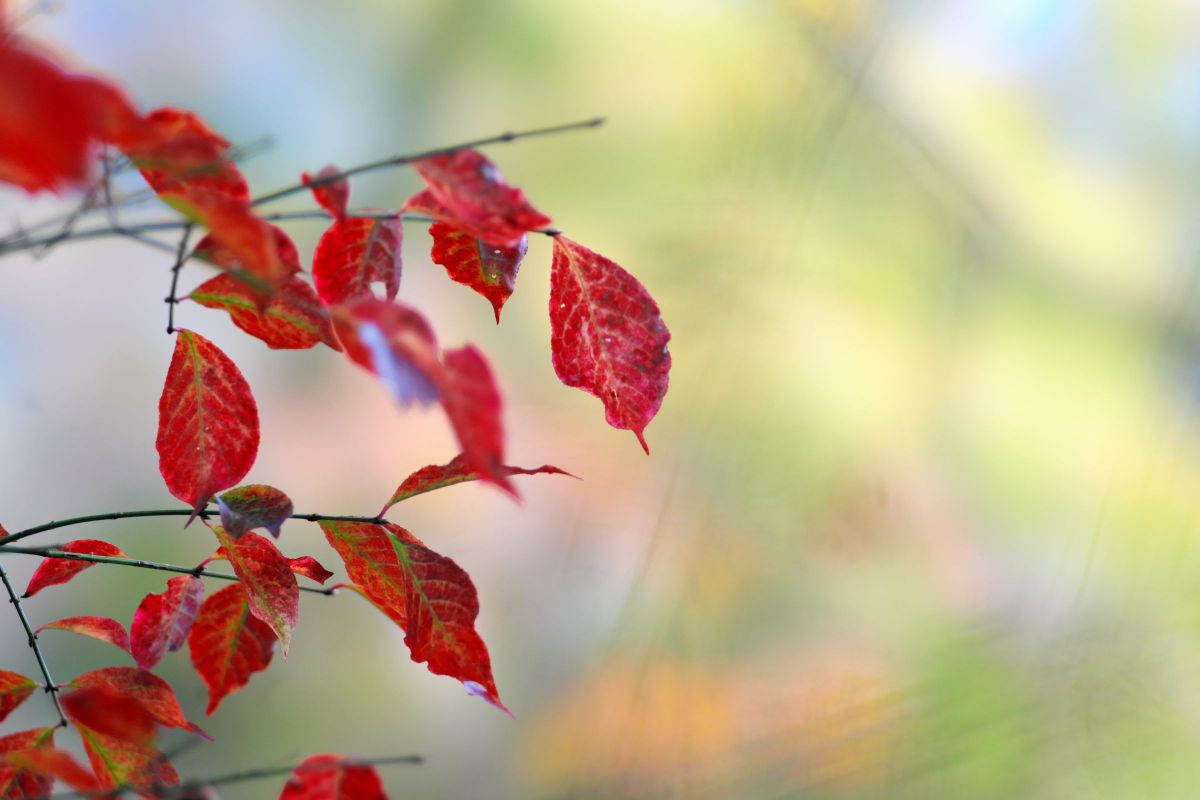 震生湖 紅葉 15 | GANREF