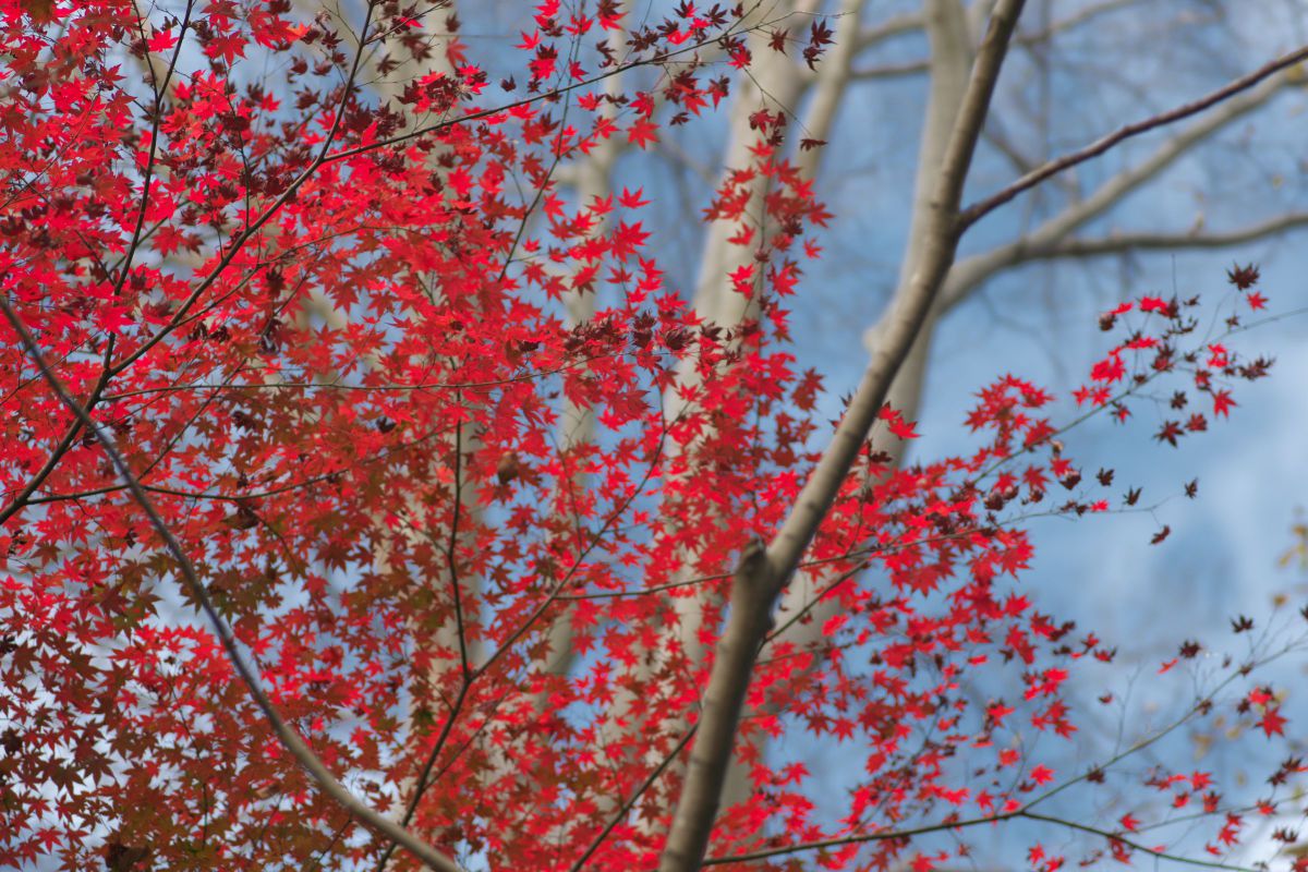 震生湖 紅葉 37 | GANREF