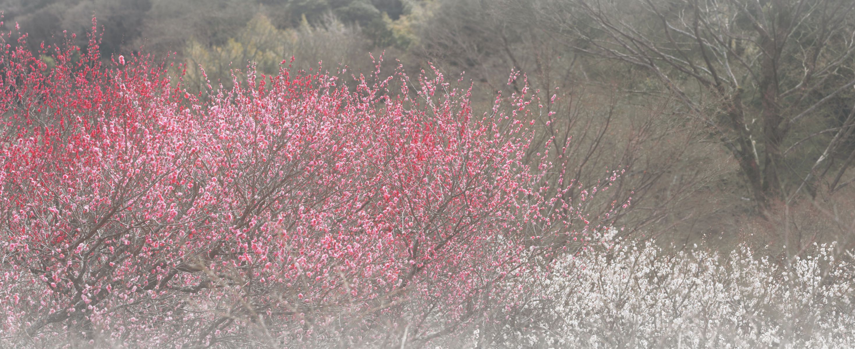 熱海梅園 XX | GANREF