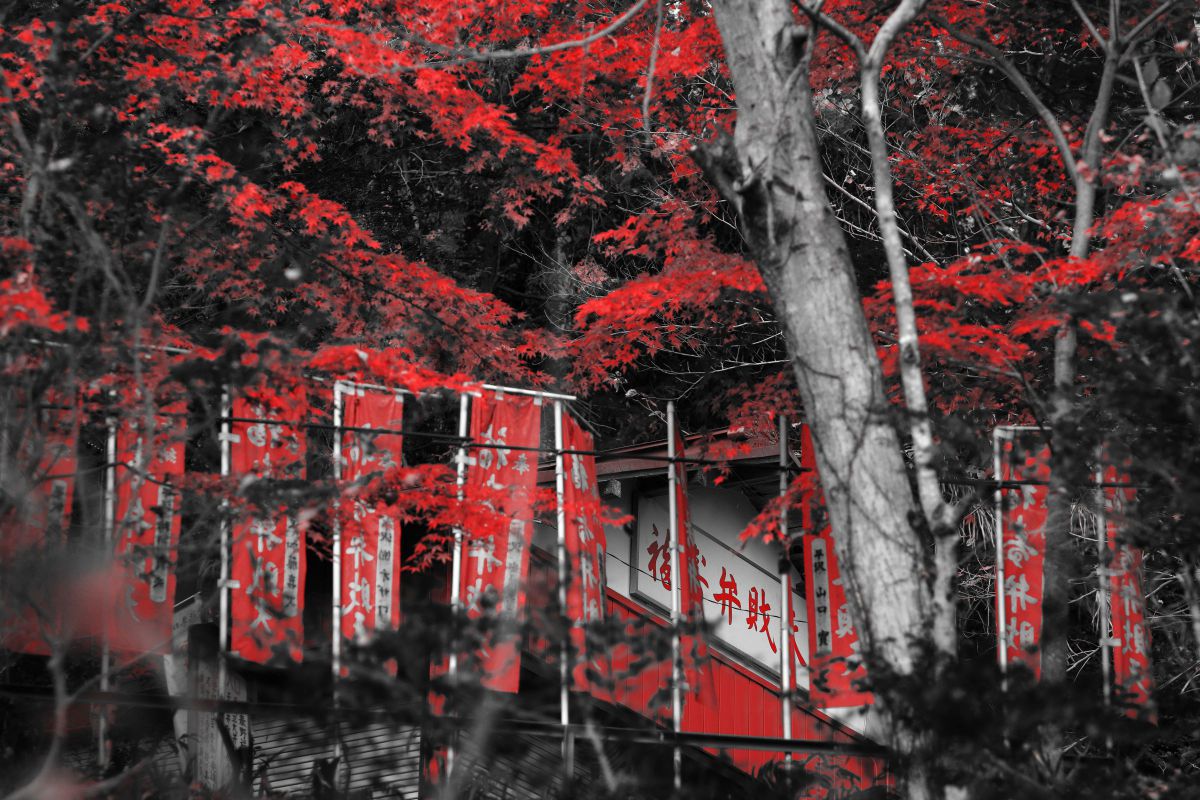 震生湖 紅葉 40 | GANREF