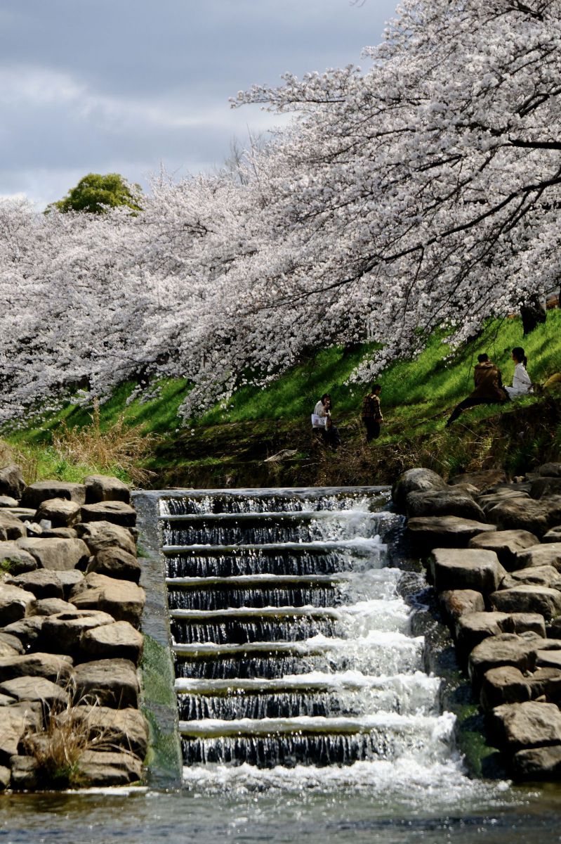 佐保川は見頃 | GANREF