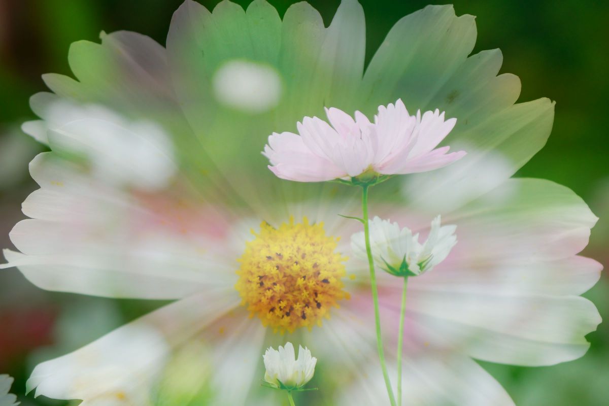 コスモス曼荼羅 | GANREF