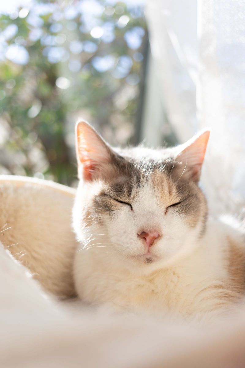 猫と玉ボケ | GANREF