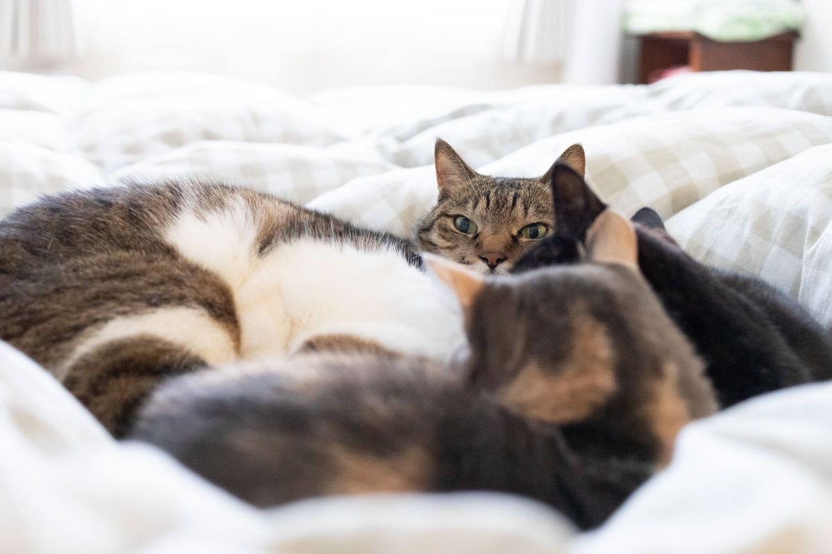 猫に埋もれる猫 | GANREF