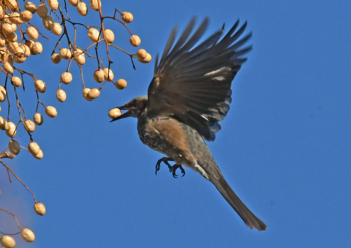 ホバーリングでセンダンノ実を | GANREF