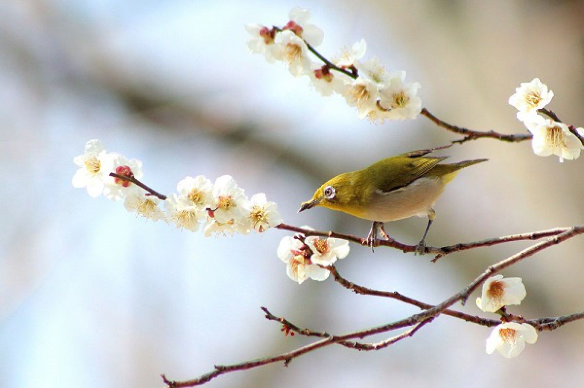 2023ウメジロー9 Final | GANREF