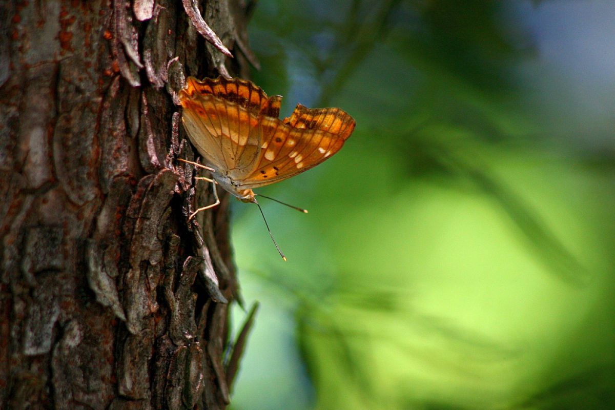 コムラサキb | GANREF