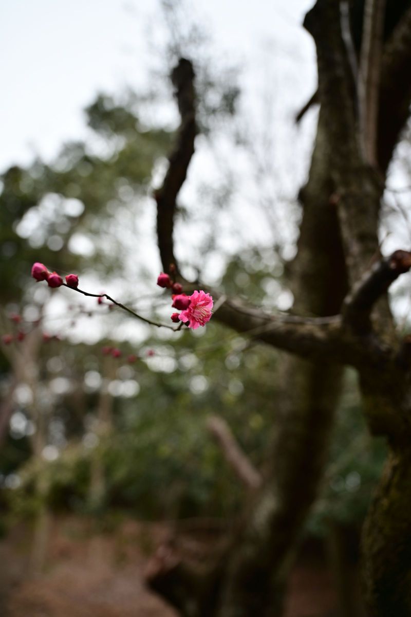 [ニコン Z8＆大三元レンズ] 第2章 － 梅の撮影と大三元（標準・広角編） － | GANREF