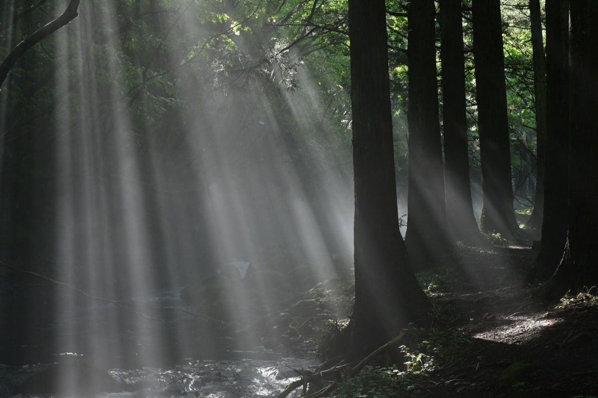 林道に射し込む光 | GANREF