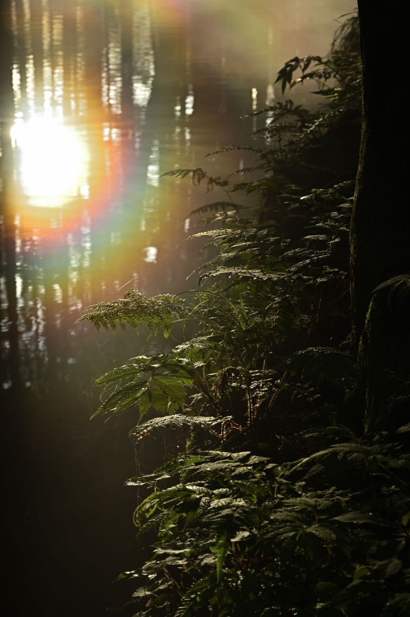 虹を迎える | GANREF