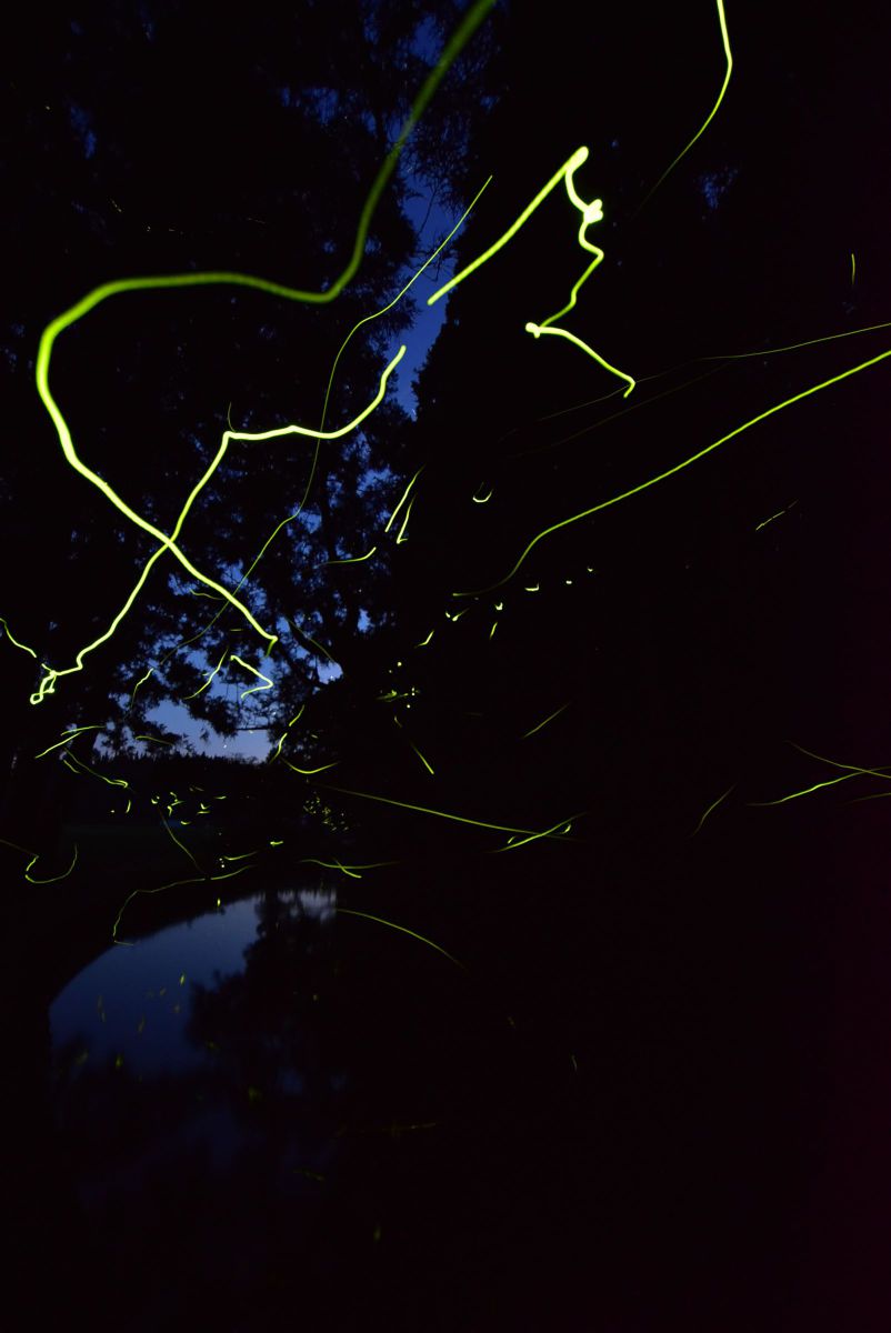Fireflies. | GANREF