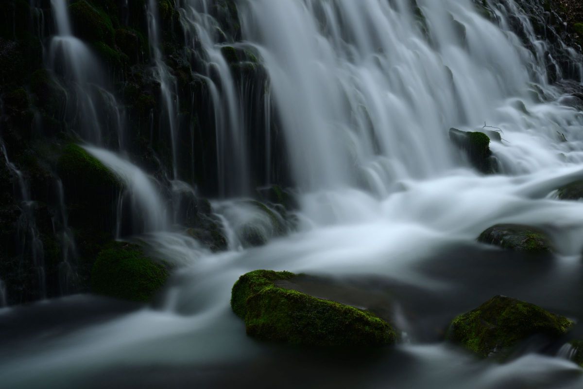 包まれて苔 | GANREF