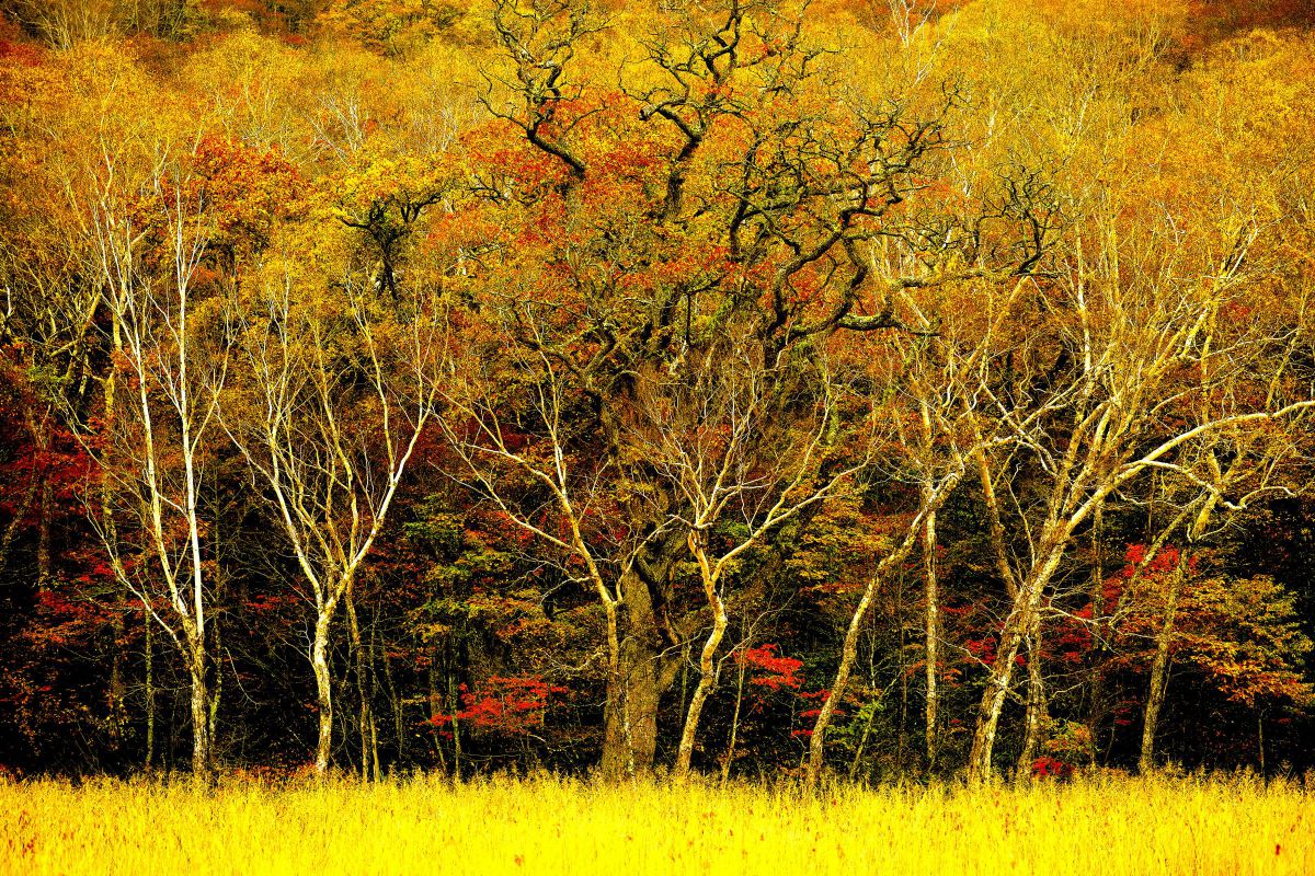 Yellow 湿原の紅葉林 | GANREF