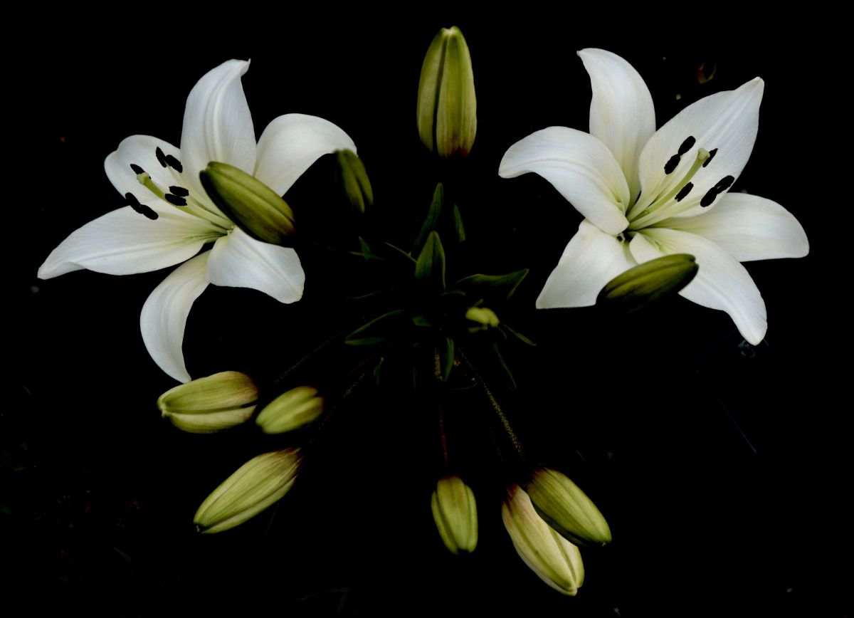 Lilies | GANREF