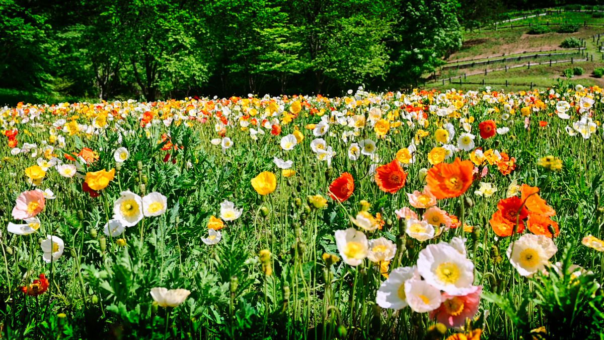 poppy flower | GANREF