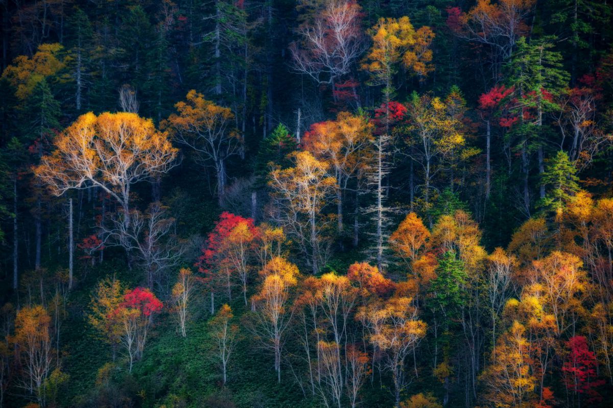 幽彩の森 | GANREF