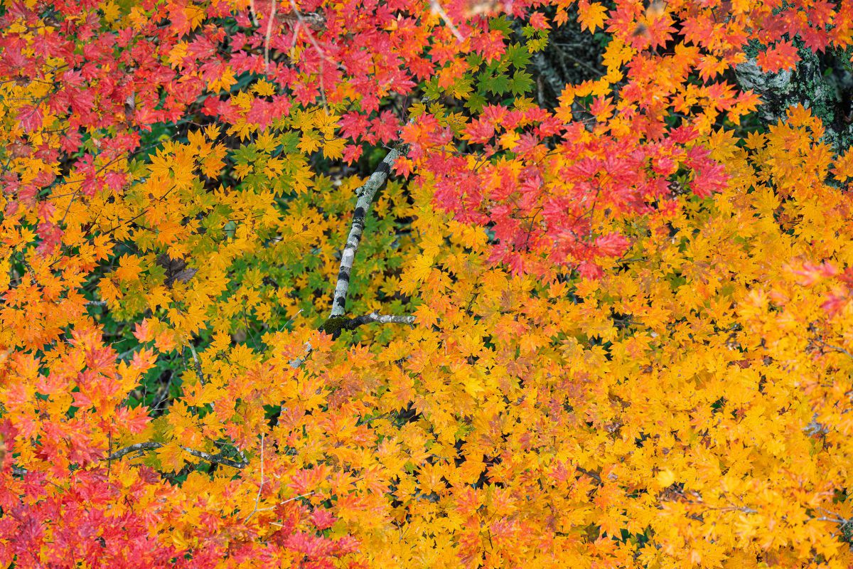 眼下の錦秋 | GANREF