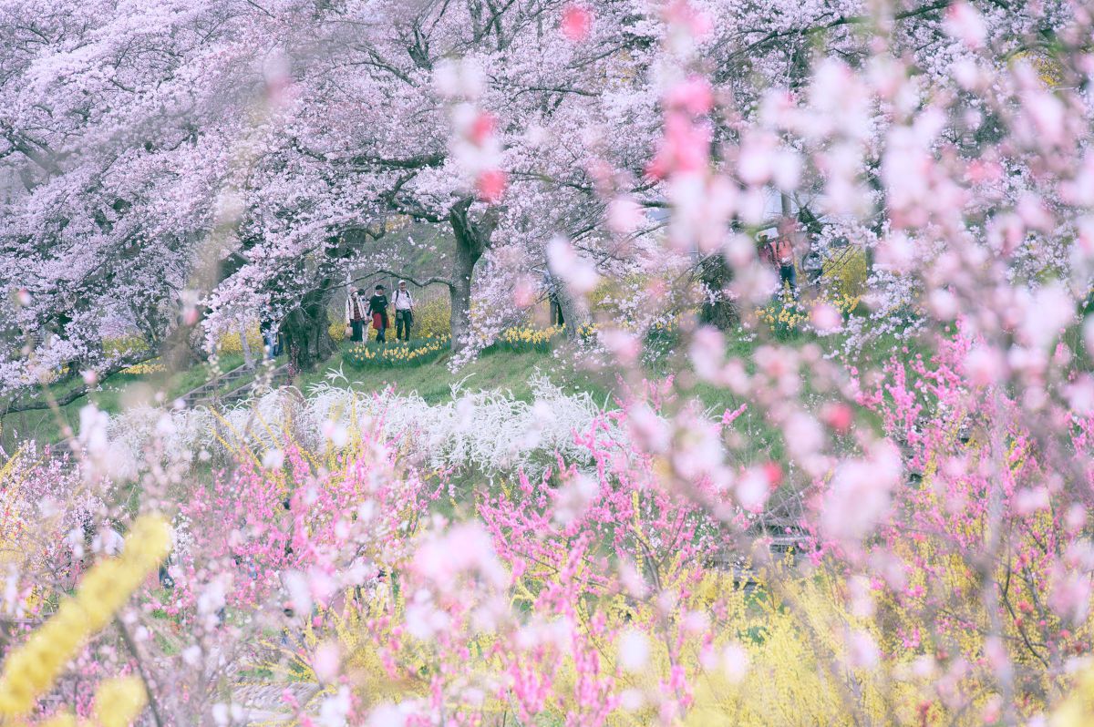 ほんわり春ぴんく | GANREF