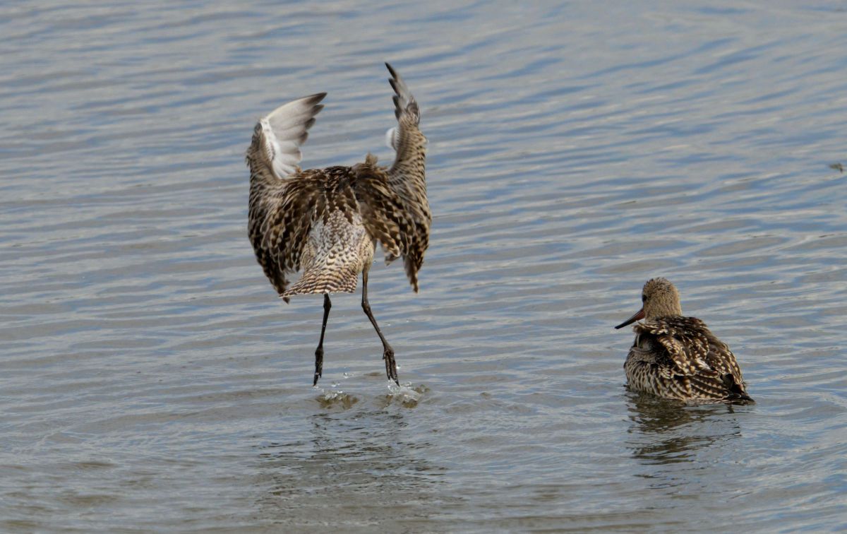 Short range flying style(1).JPG | GANREF