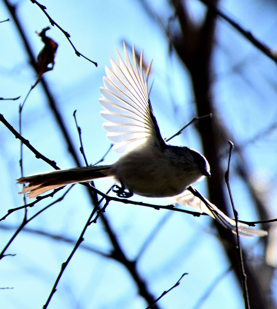 Flying Fairy.JPG | GANREF