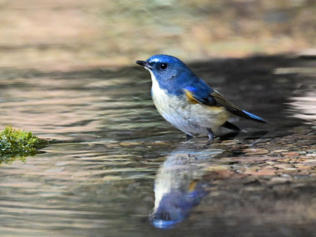 ルリビタキ | GANREF